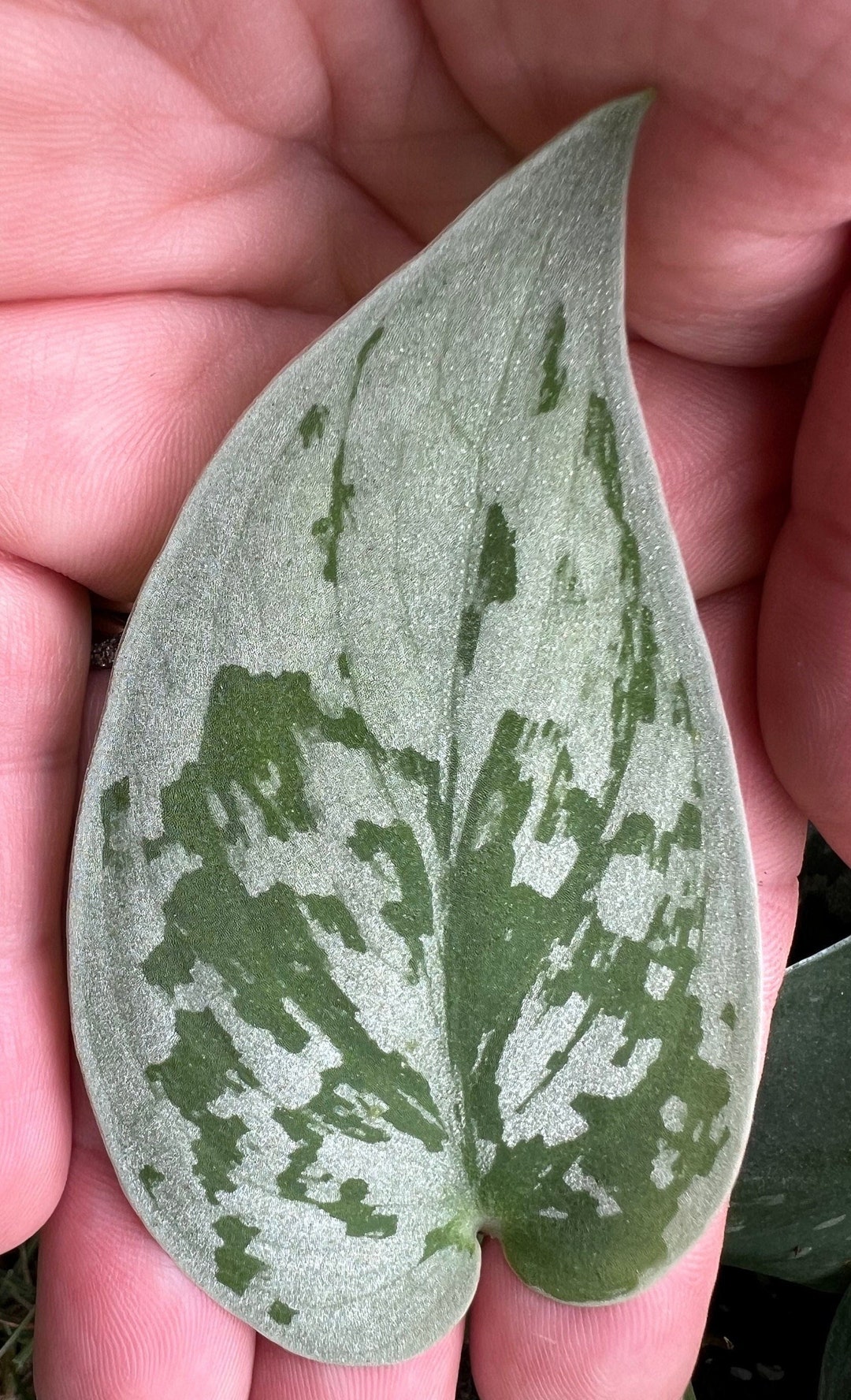 Scindapsus Pictus Silvery Ann CUTTING, Satin Pothos, Silver Pothos ...