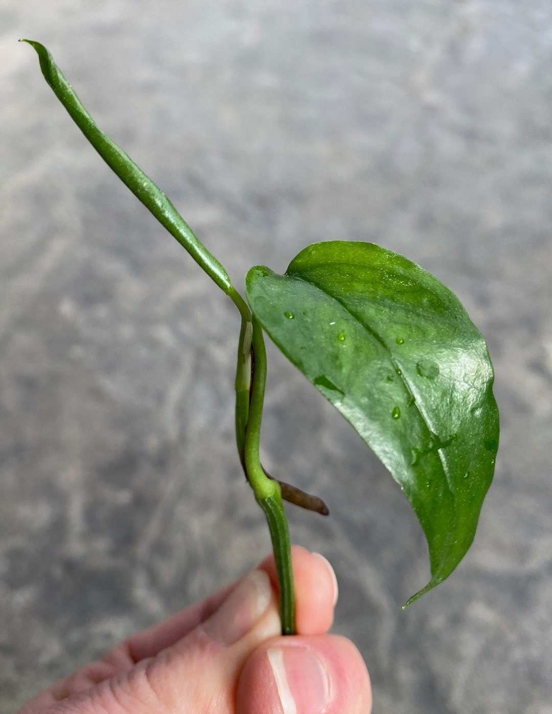 Skeleton Key Pothos CUTTING Unrooted, Epipremnum Pinnatum, Tropical ...