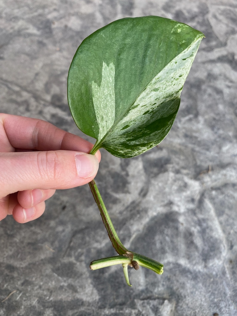 Marble Queen Pothos Cutting: Tropical Houseplant Starter - Etsy