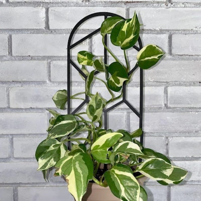 Stain Glass Trellis - Etsy
