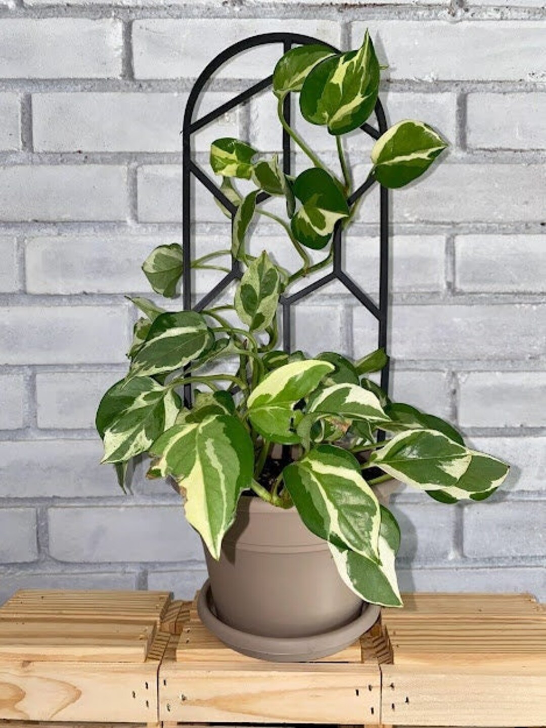 Customized Stained Glass-looking Plant Trellis - 3D Printed Garden ...