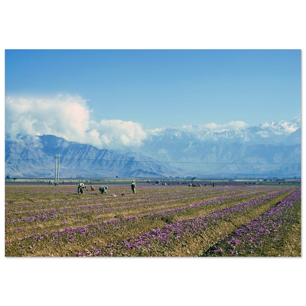Photo Print 1960s India Saffron Farming in Pahalgam, Kashmir Valley ...