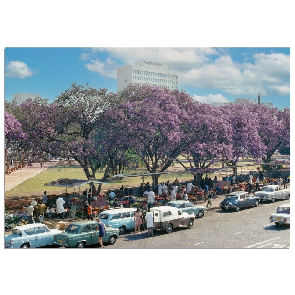 1970s Street Scene With Jacaranda Trees and Flower Sellers Salisbury ...