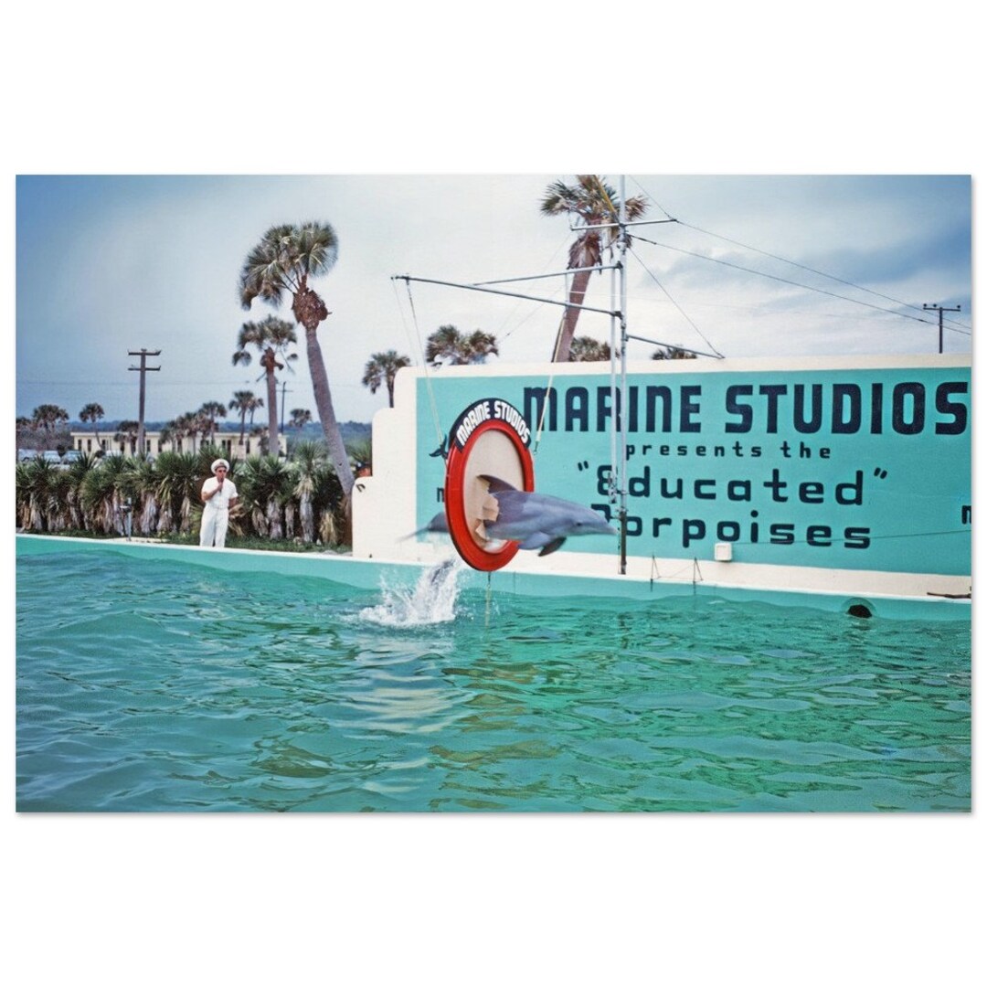 Photo Print 1950s Florida Marine Studios, Educated Porpoises ...