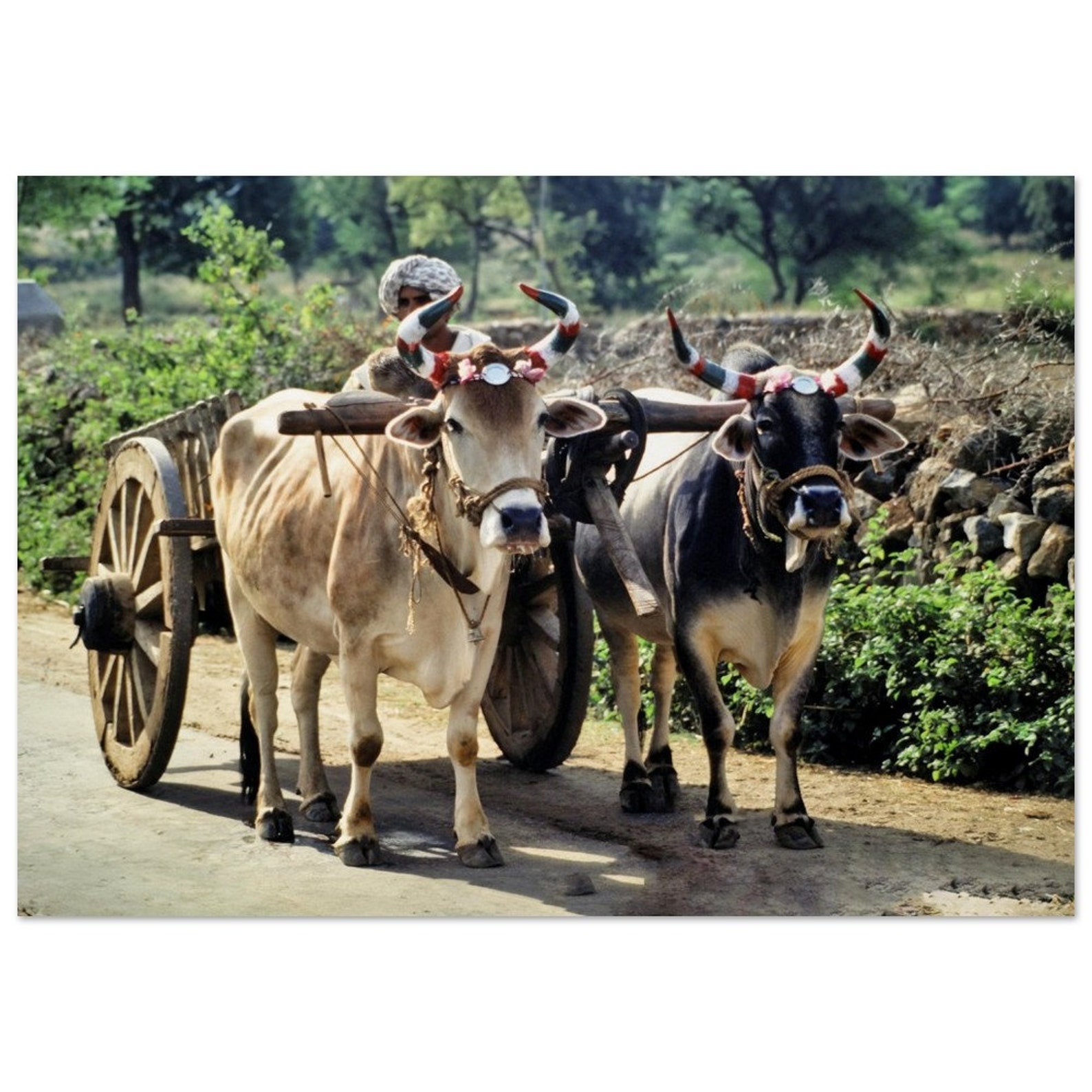 Photo Print 1970s Bullock Cart in Rural Rajasthan, India, Vintage Wall ...