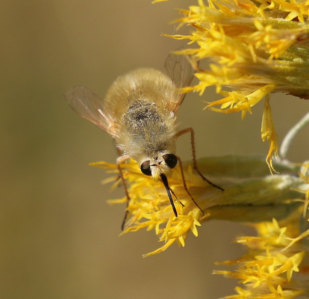 Bee Fly Card - Etsy
