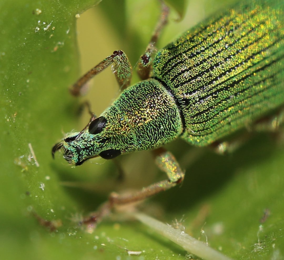 Green Leaf Weevil Card - Etsy