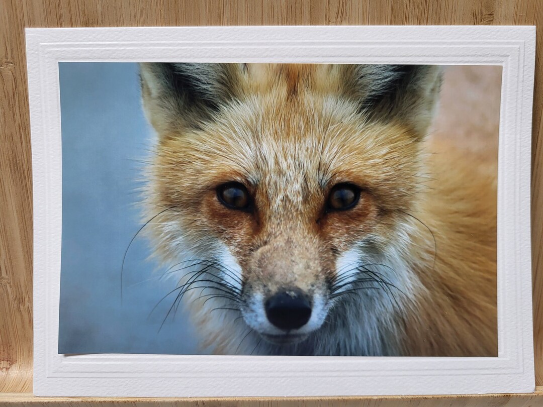 Red Fox Card - Etsy