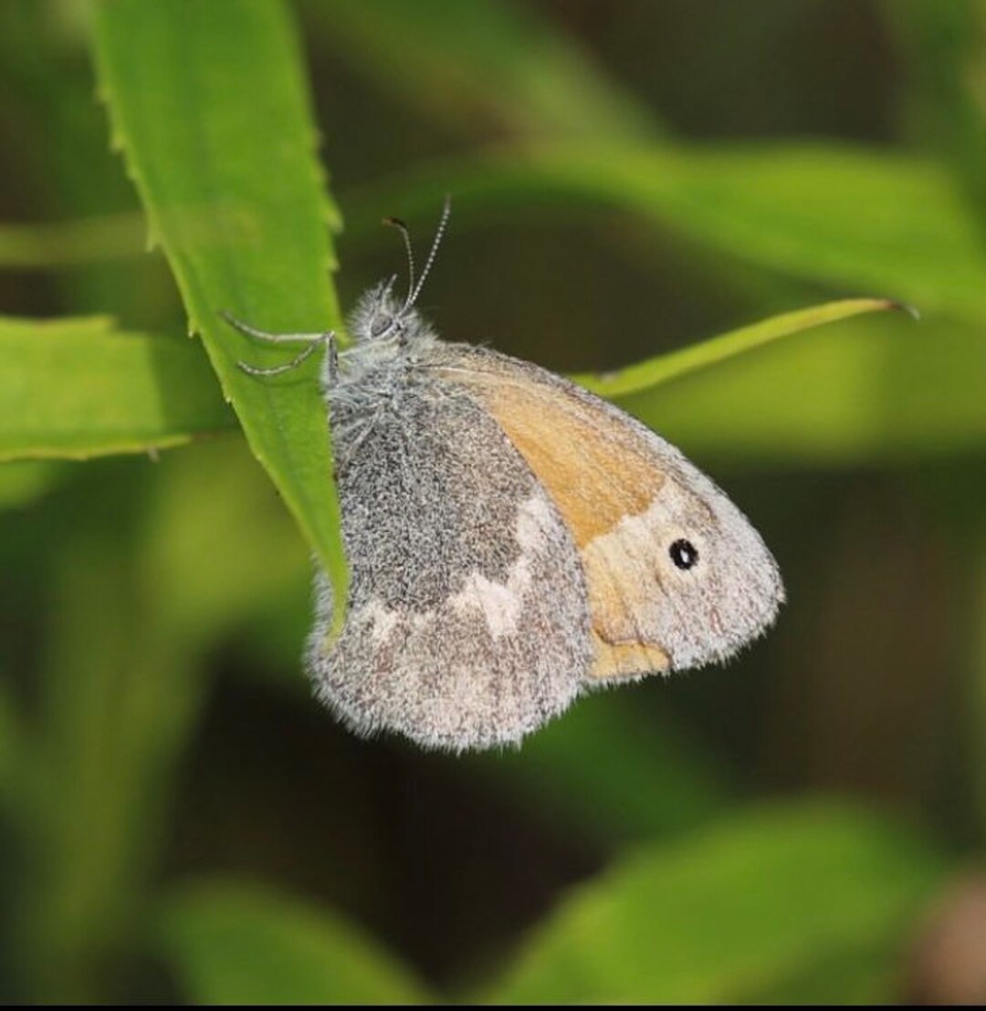 Common Ringlet Card - Etsy