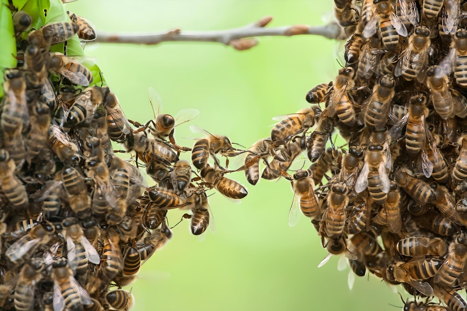 5 Frame Nuc Telescoping Cover and Inner Cover Beekeeping Supplies Honey ...