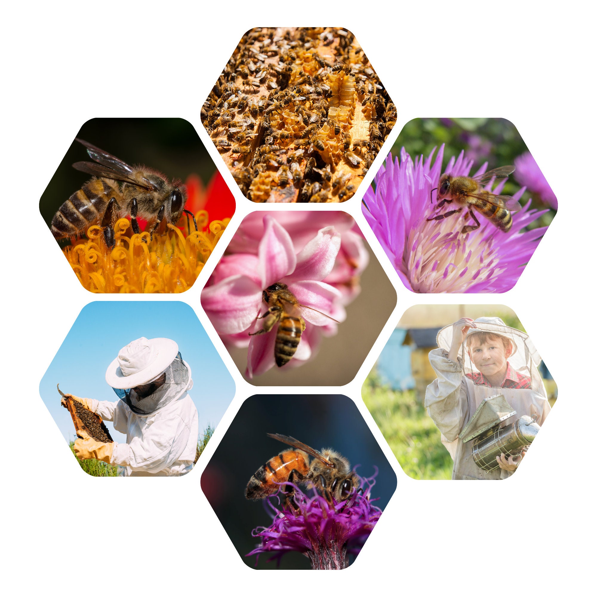 Save the Bees Honey Labels 1.25 Circle Jar Lid Stickers Glossy Weather ...