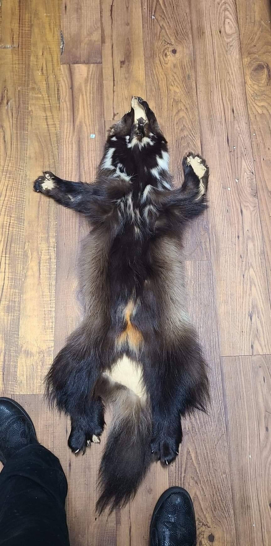 Professionally Tanned Wolverine WITH FEET - Etsy