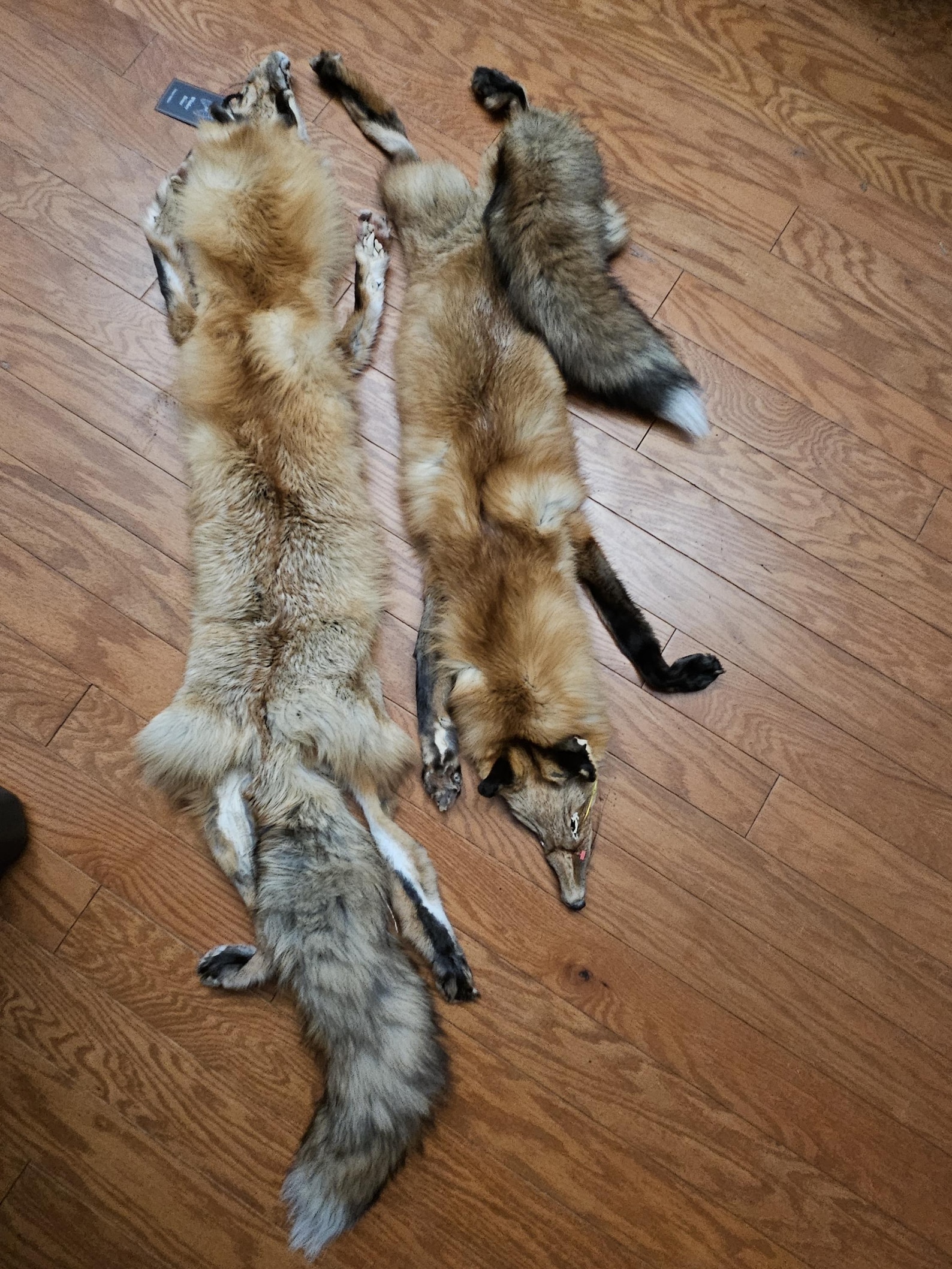 Mountable Western Foxes With Feet - Etsy