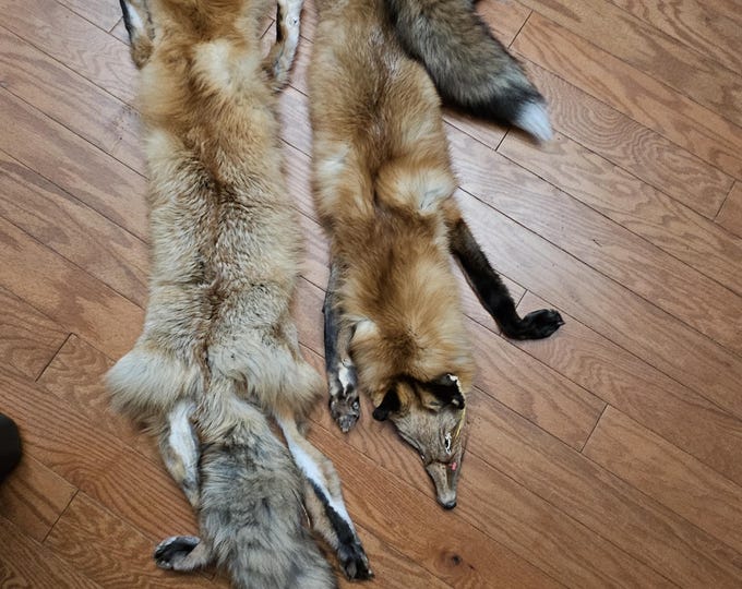 Mountable Western Foxes With Feet - Etsy