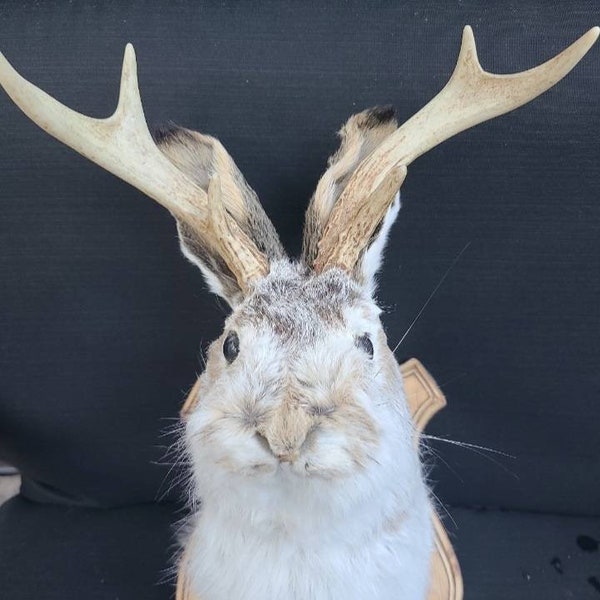 Jackalope Head - Etsy
