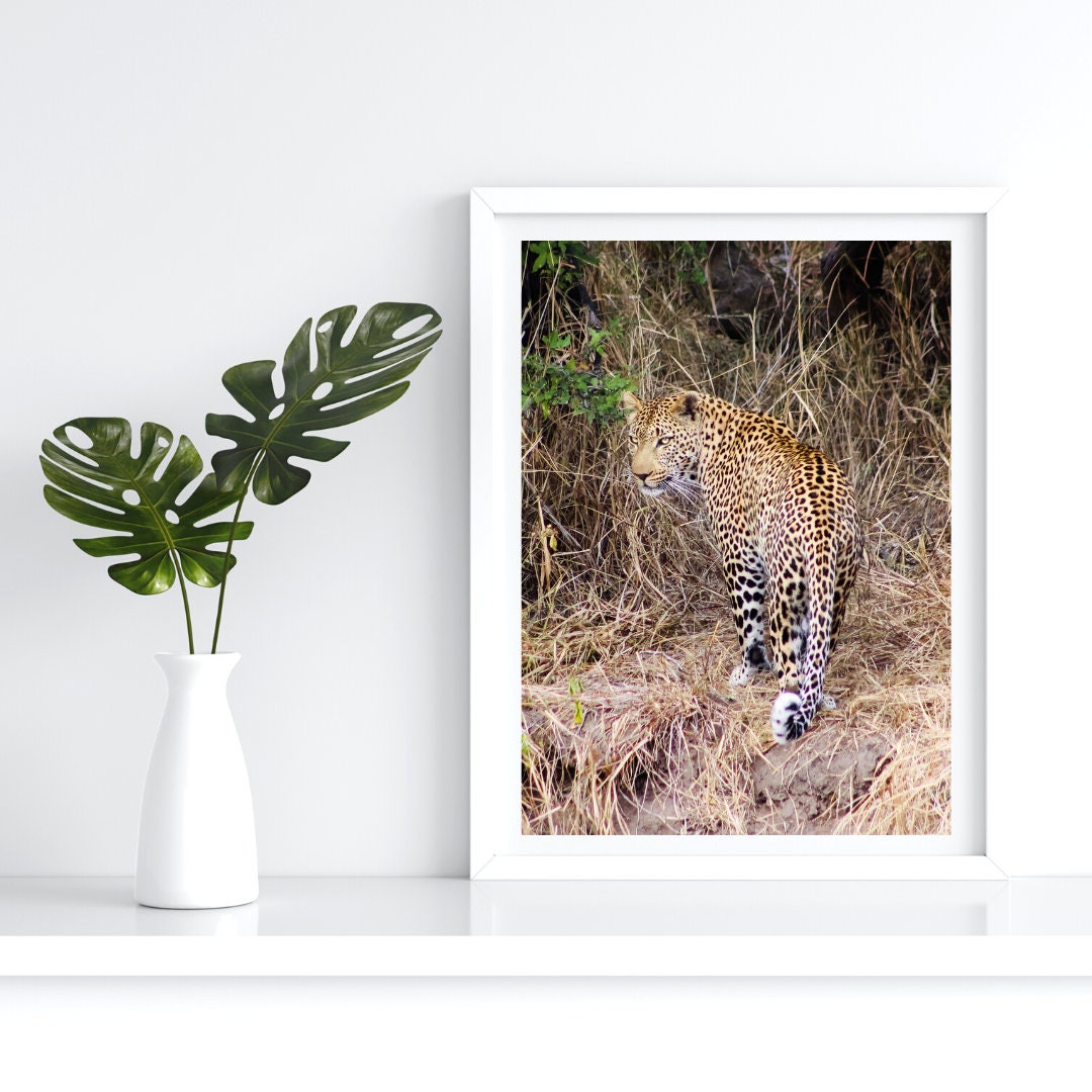 Safari Big 5 Animal Photographs High Resolution Digital Prints Moody ...