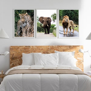Safari Big 5 Animal Photographs High Resolution Digital Prints Moody ...