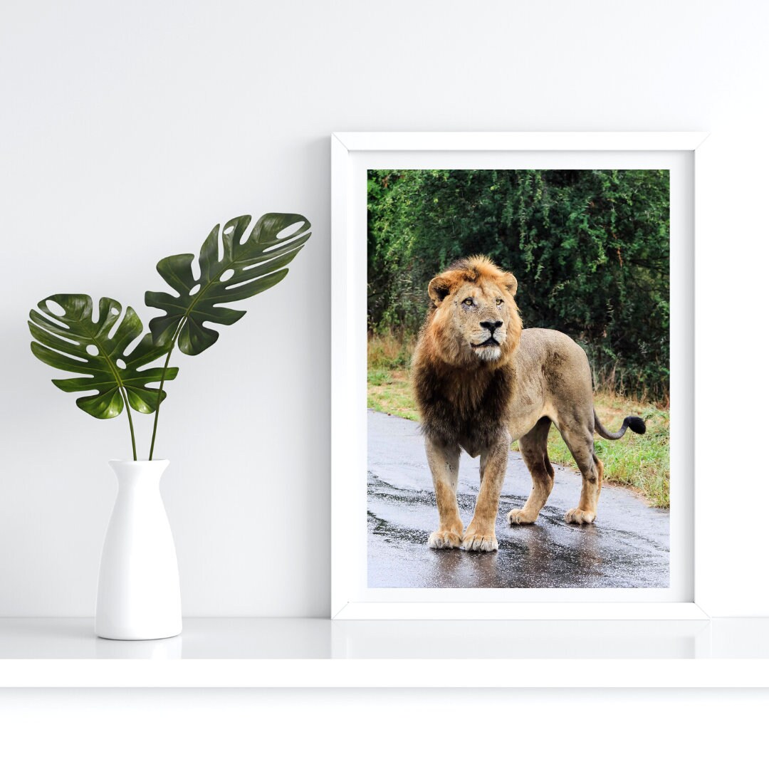 Safari Big 5 Animal Photographs High Resolution Digital Prints Moody ...