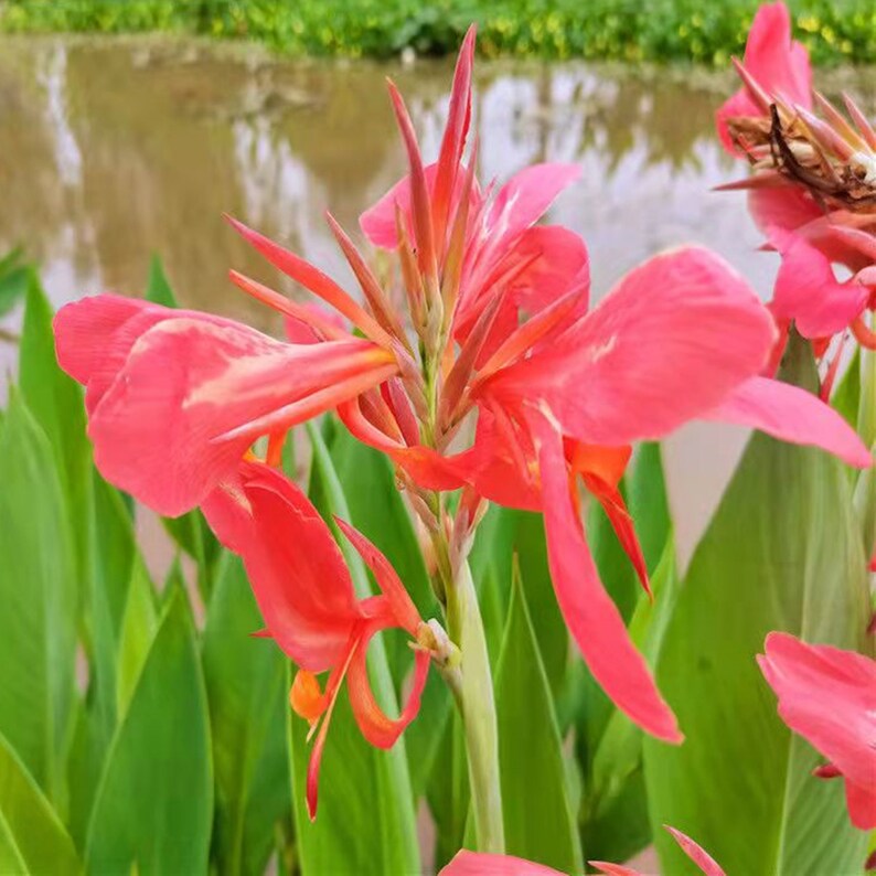 10 Canna Lily Miss Pink Pink Canna Bulbs Plant for Garden | Etsy
