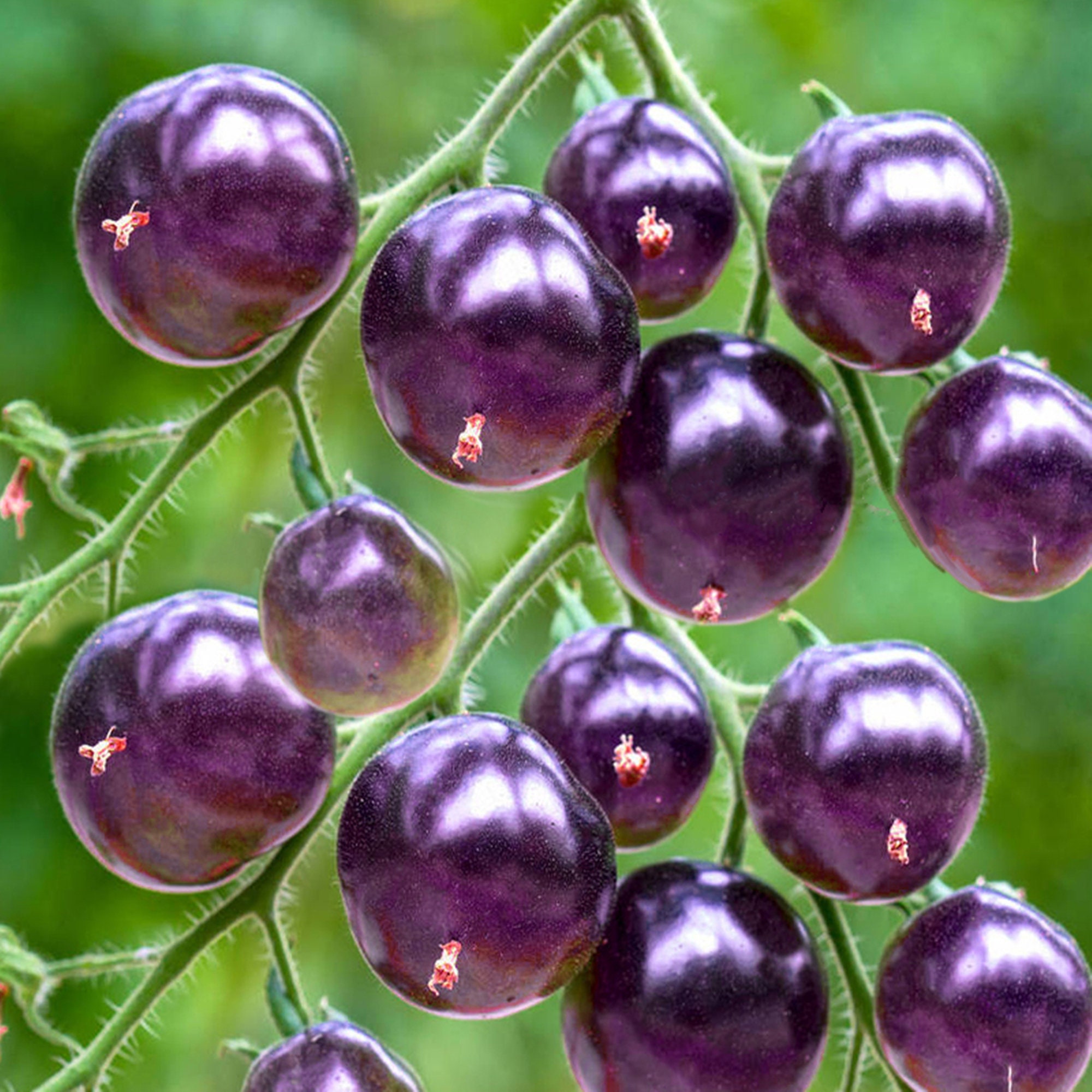 Purple Cherry Tomatoes