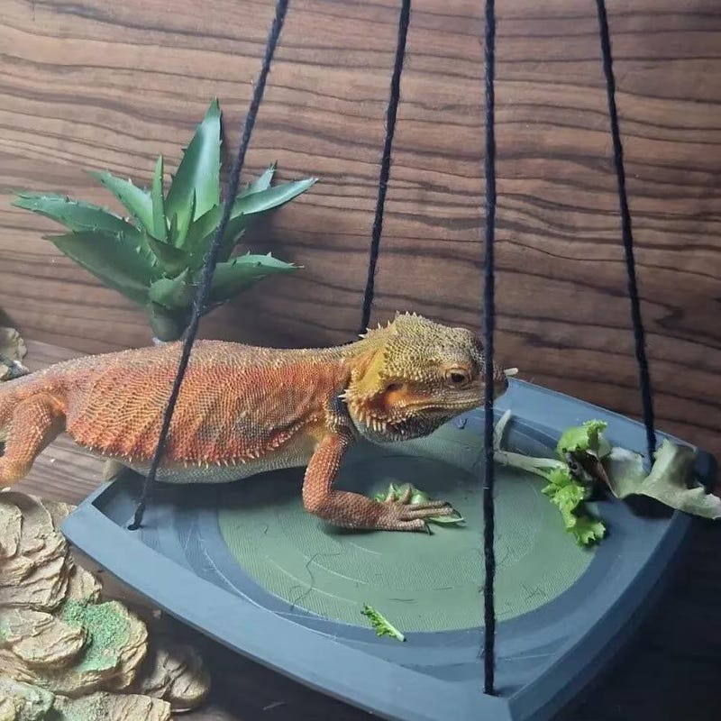 Extra Large Bearded Dragon - Etsy UK