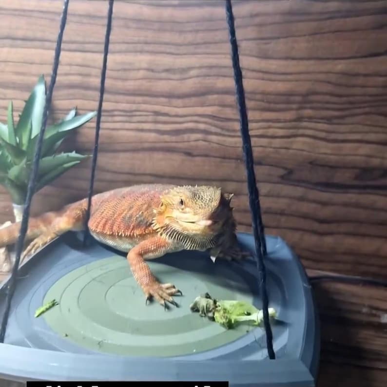 Bearded Dragon Swing With Strong Sticky Hook | Reptile Hammock Swing ...