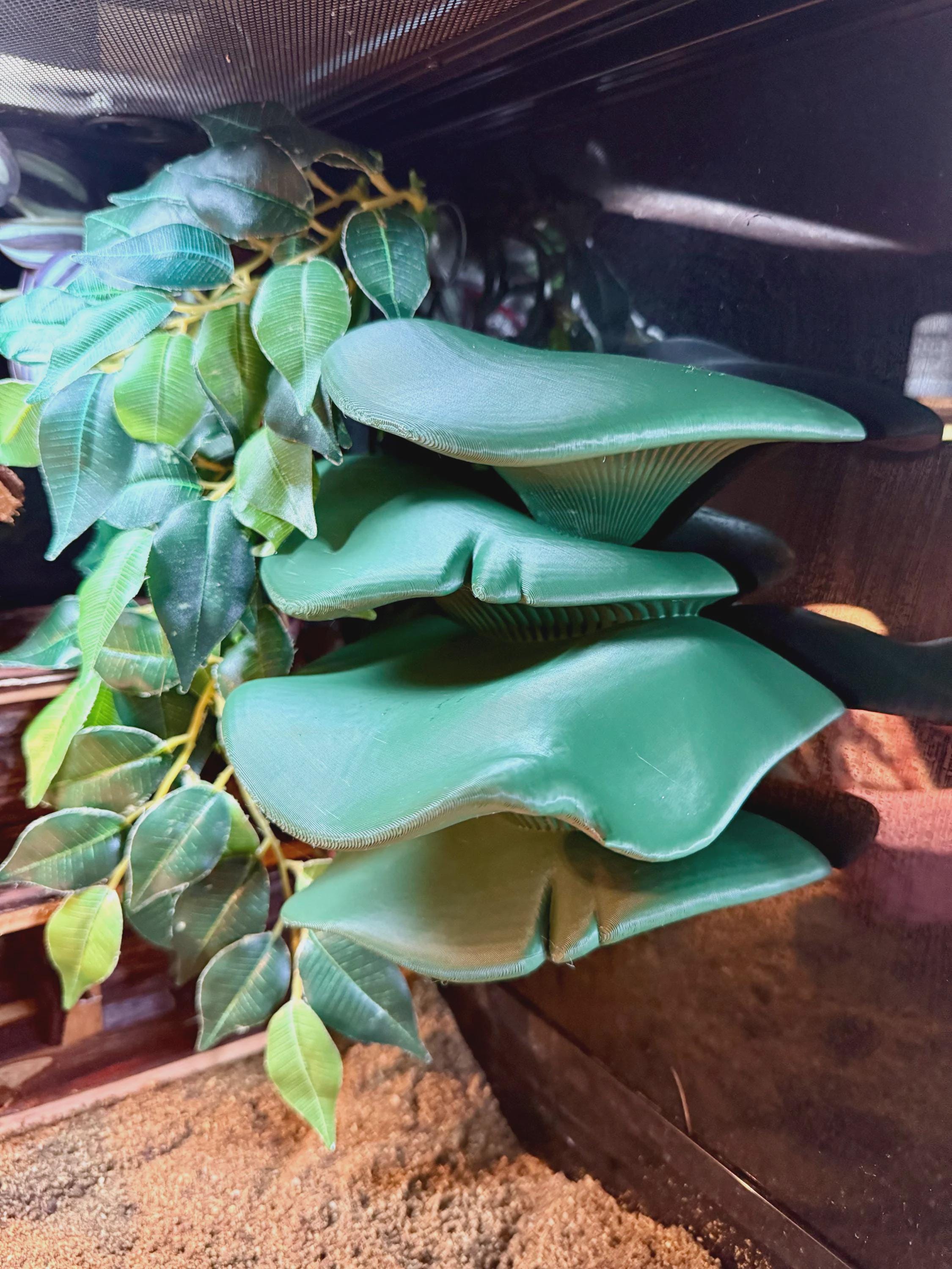 Mega Mushroom Reptile Shelf – Gecko, Frog & Snake Enclosure Decor - Etsy