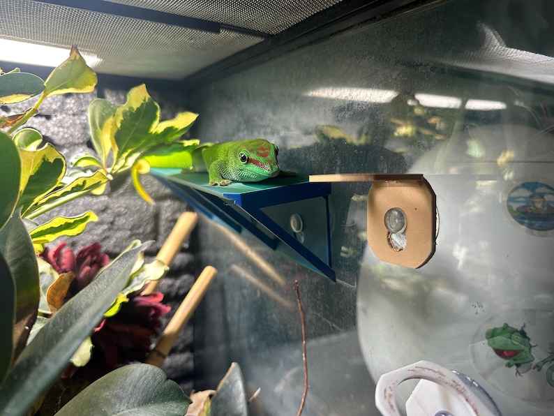 XL Simple Reptile Ledge, Shelf, Basking Platform for Geckos, Frogs, Day ...