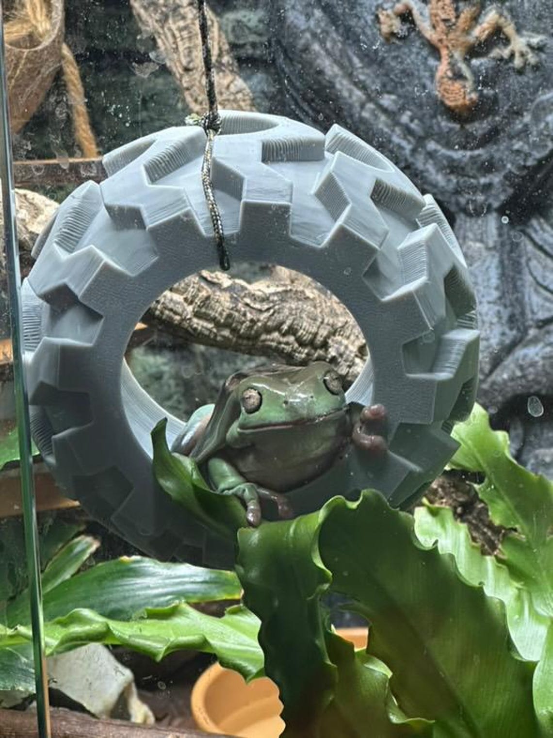 Gecko, Frog & Snake Tyre Swing Enrichment | Reptile Climbing Bridge ...