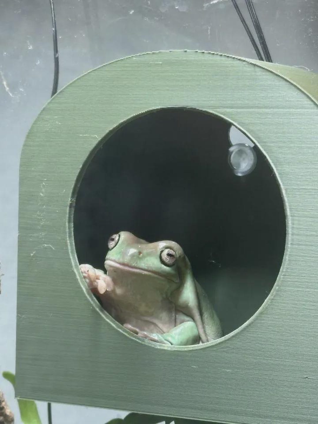 FROG & GECKO Jelly Bean Hide for Geckos, Frogs, Day Geckos, Strong ...