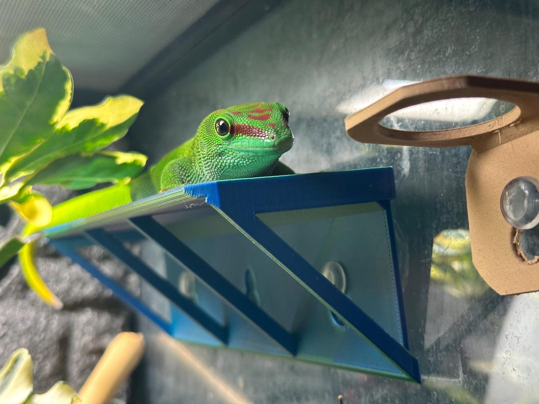 XL Simple Reptile Ledge, Shelf, Basking Platform for Geckos, Frogs, Day ...