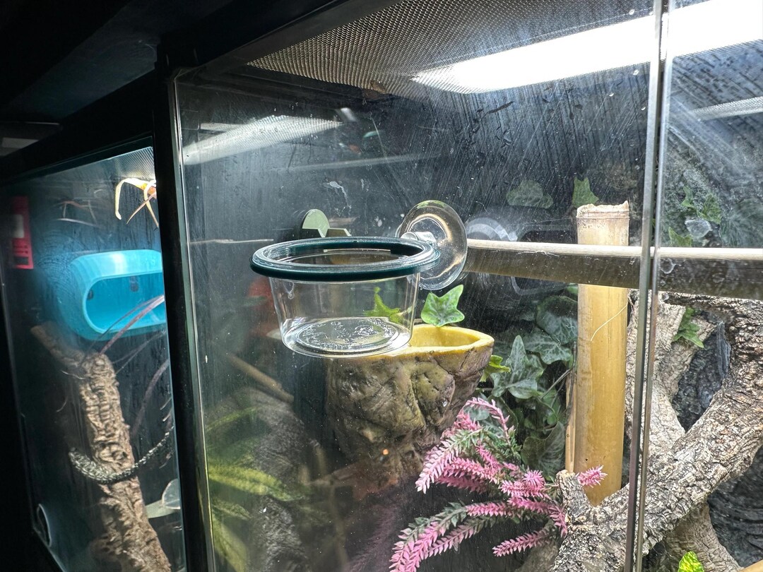 The 'simplicity' Gecko Feeding Dish Set Clean Design. Happy Gecko. Easy ...