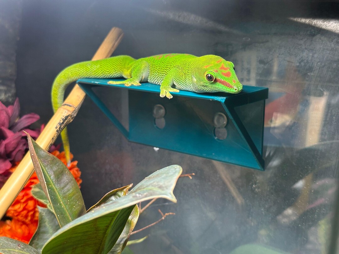 Simple Reptile Ledge, Shelf, Basking Platform for Geckos, Frogs, Day ...