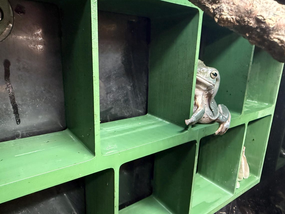 The GIANT Frog Shelf - the ONLY Frog Ledge You Need | the Loaf Shelf ...
