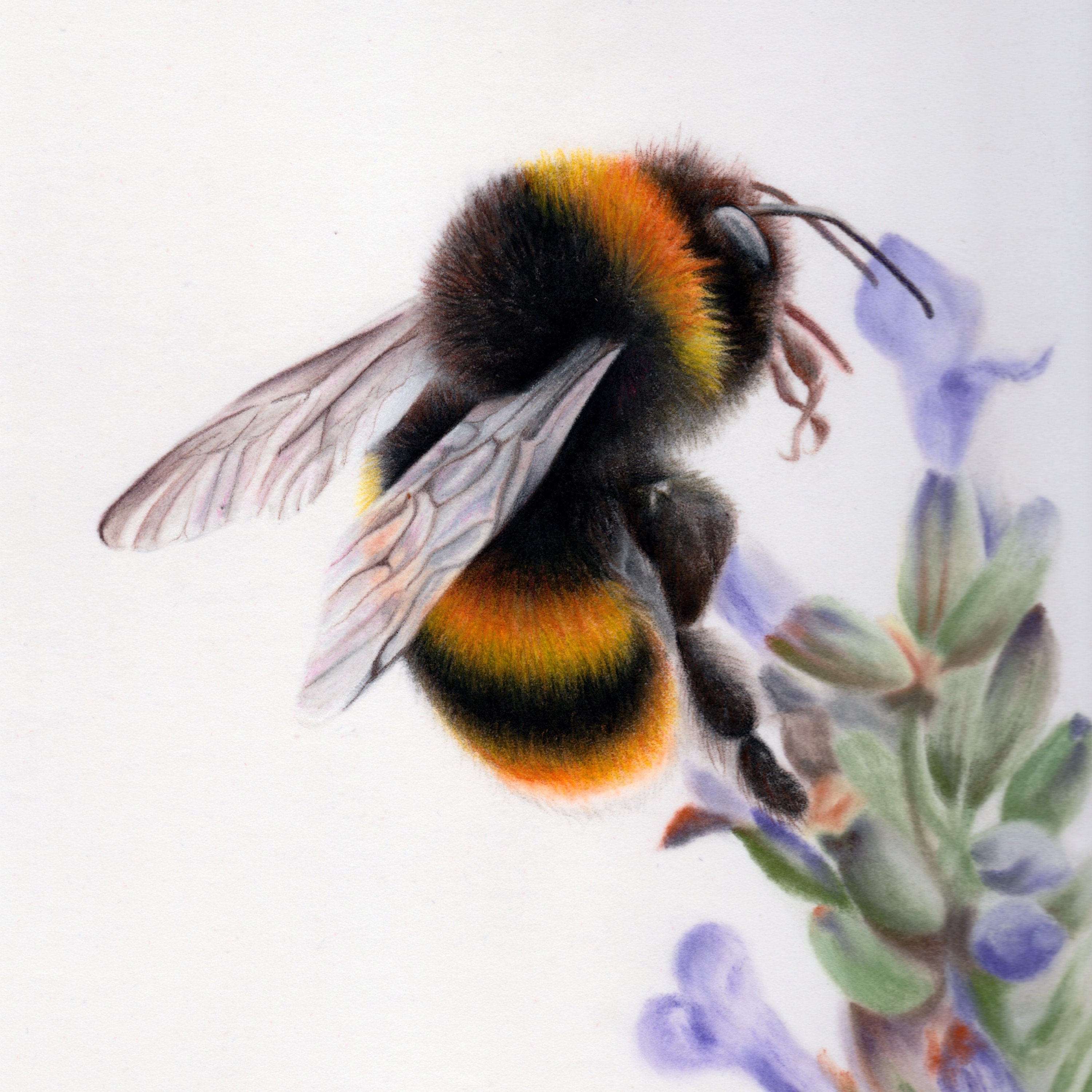 10 X 8 Inch Bee Print 'holding On' Art by Emma - Etsy UK