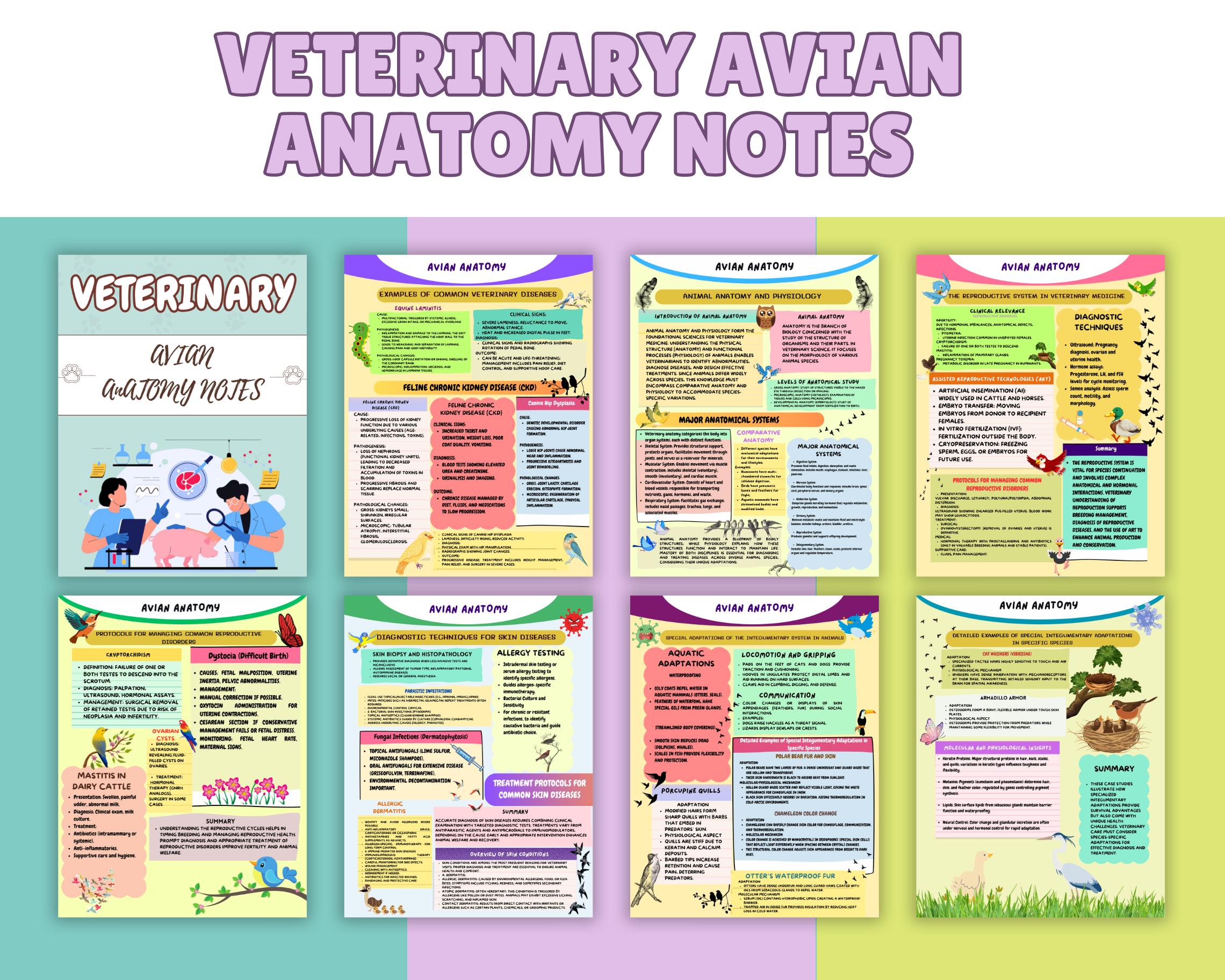 Veterinary Avian Anatomy Guide: Bird Physiology for Professionals ...