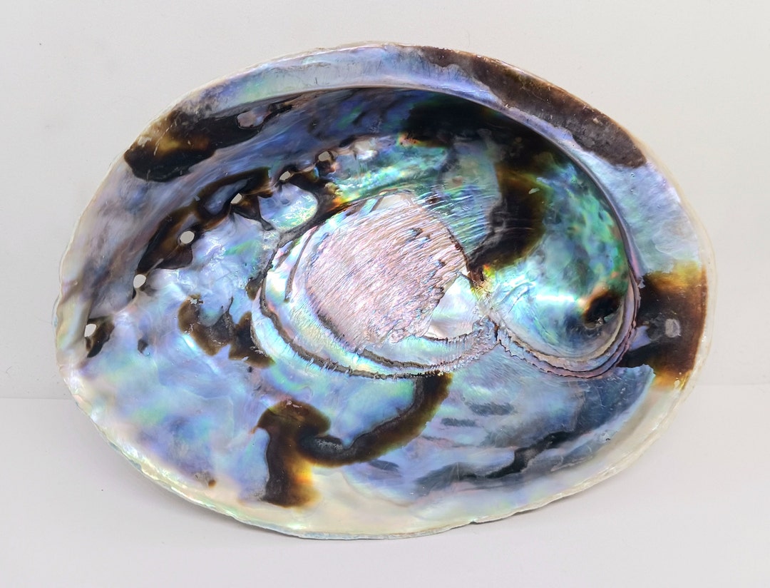 Abalone Shell Altar Bowl - Etsy UK