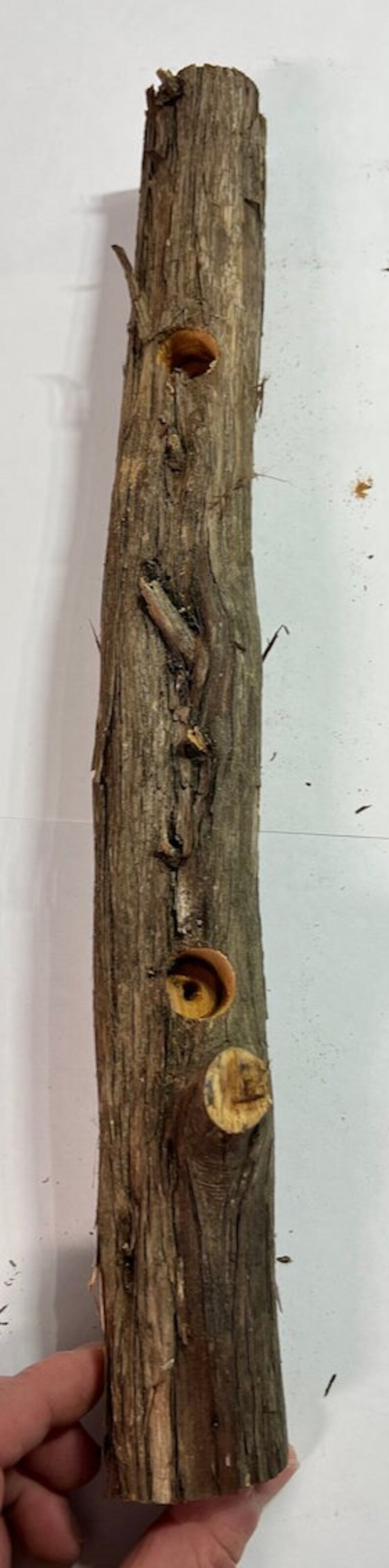 Suet Log Made From Real Raw Juniper Wood (bark Still Attached) - Etsy