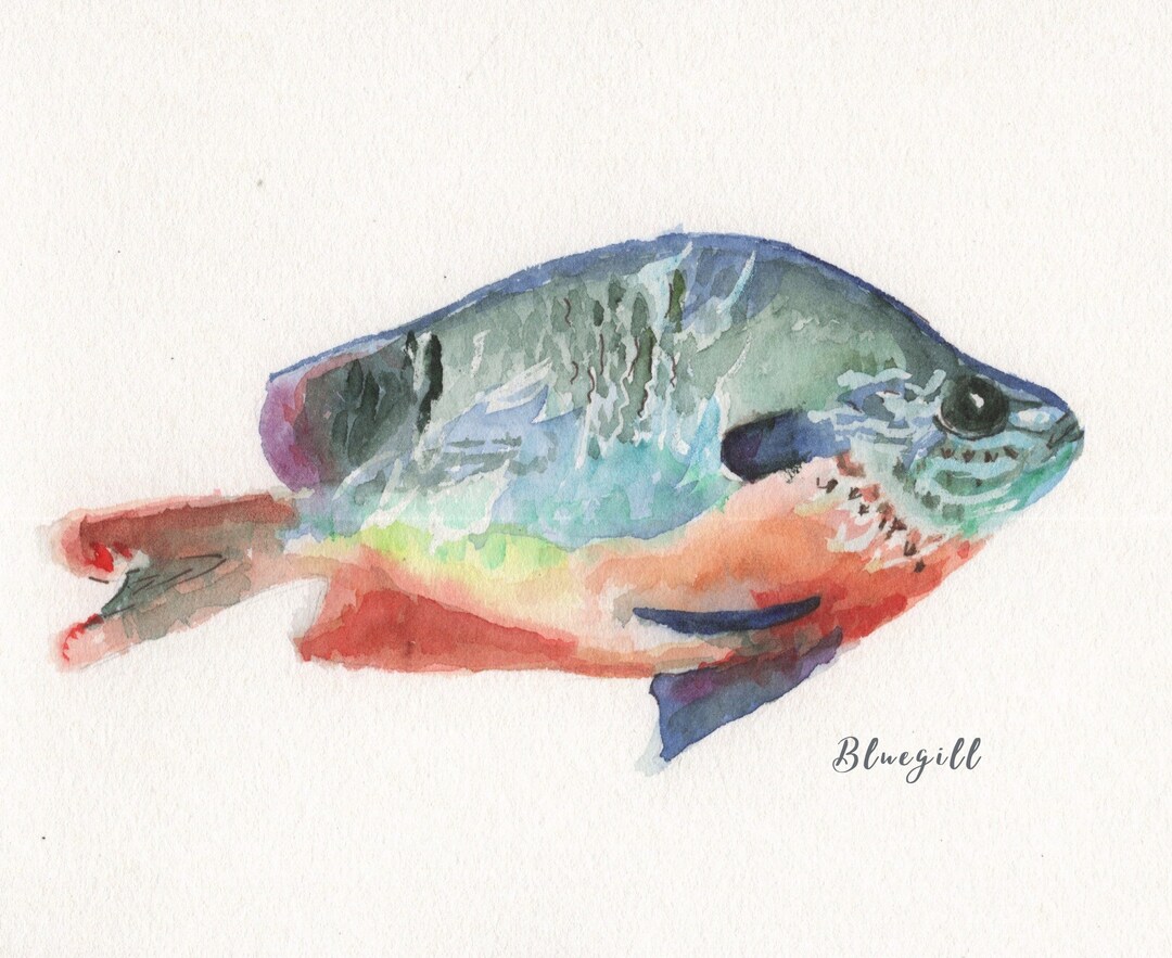 Bluegill Watercolor Painting Wall Art - Etsy