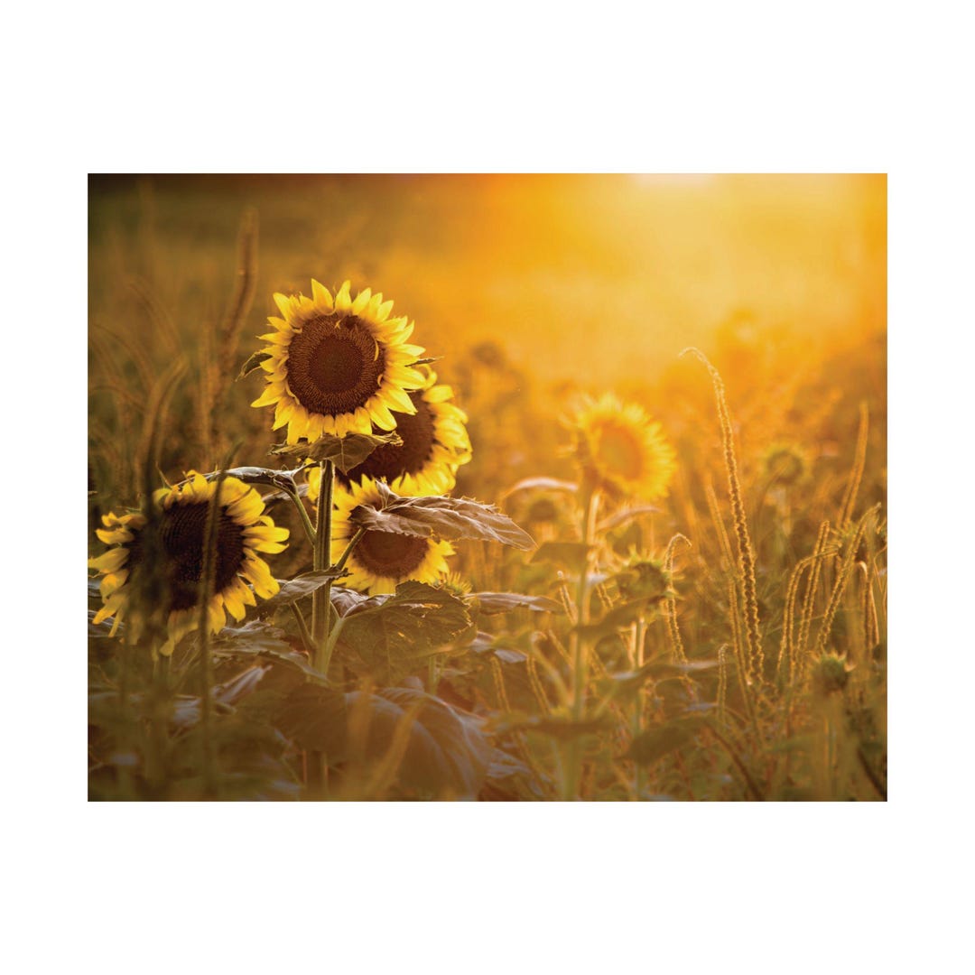 Golden Radiance Sunflower Field Satin Poster (210gsm) - Etsy