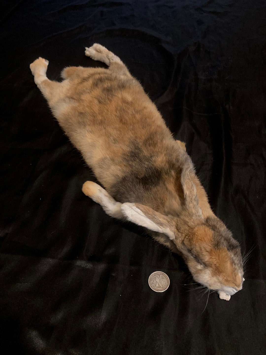 Taxidermy Jumbo Rabbit Soft Mountable Rabbit Hide DIY Taxidermy - Etsy