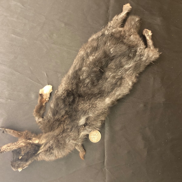 Taxidermy Rabbit - Etsy