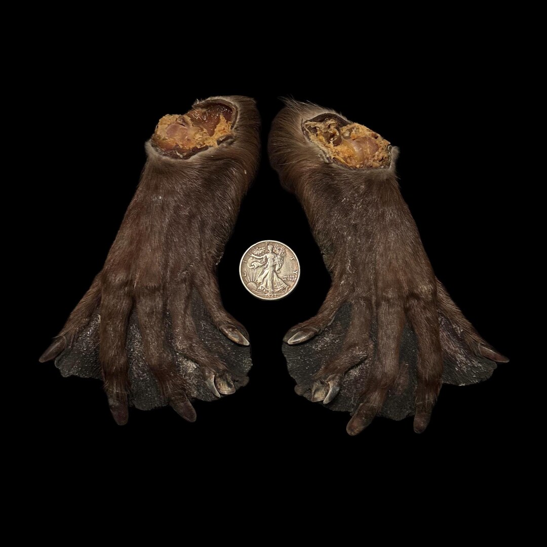 Preserved Beaver Feet - Etsy