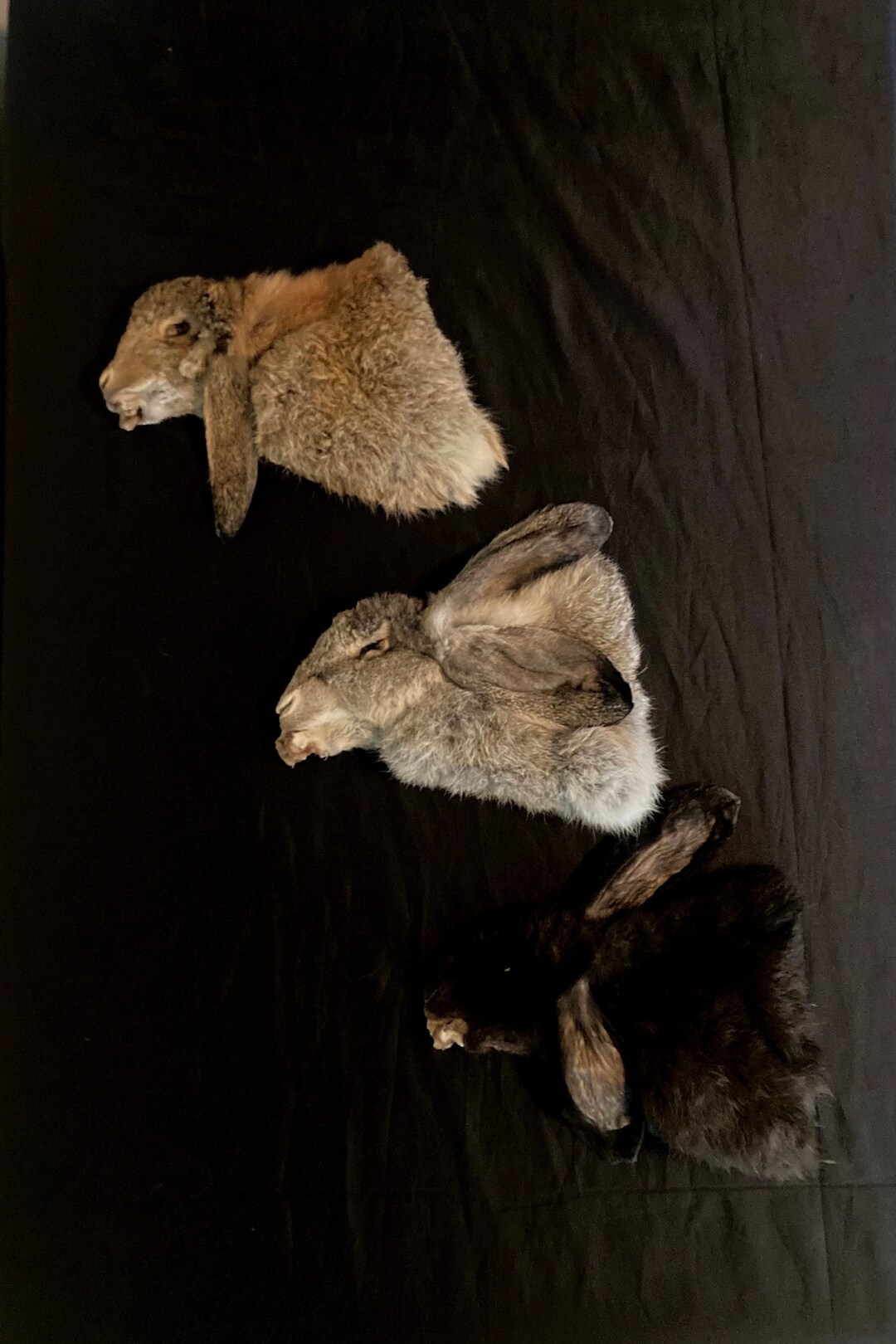 Mountable Rabbit Cape - Etsy