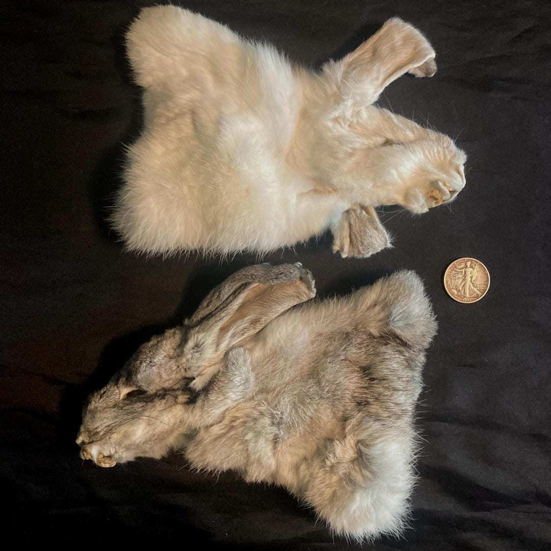 Large Mountable Rabbit Cape - Etsy