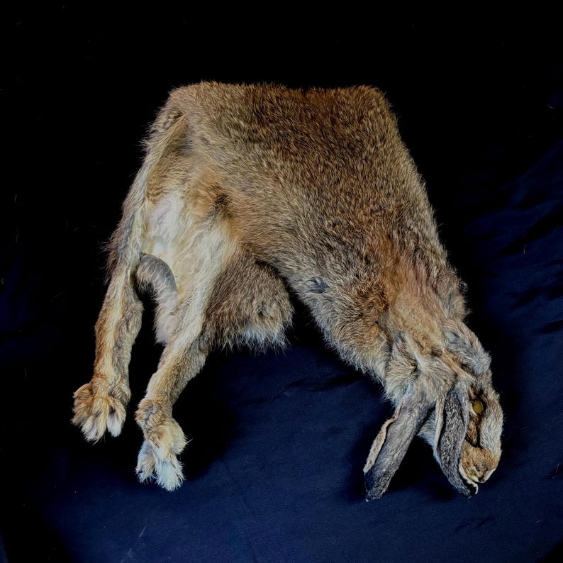Soft Rabbit Hide | DIY Taxidermy | Soft Mount - Etsy