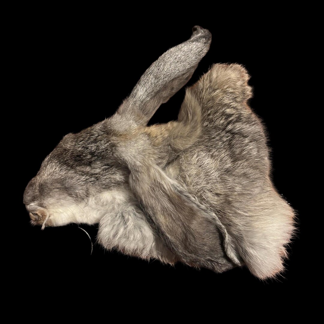 Mountable Rabbit Cape | Medium - Etsy