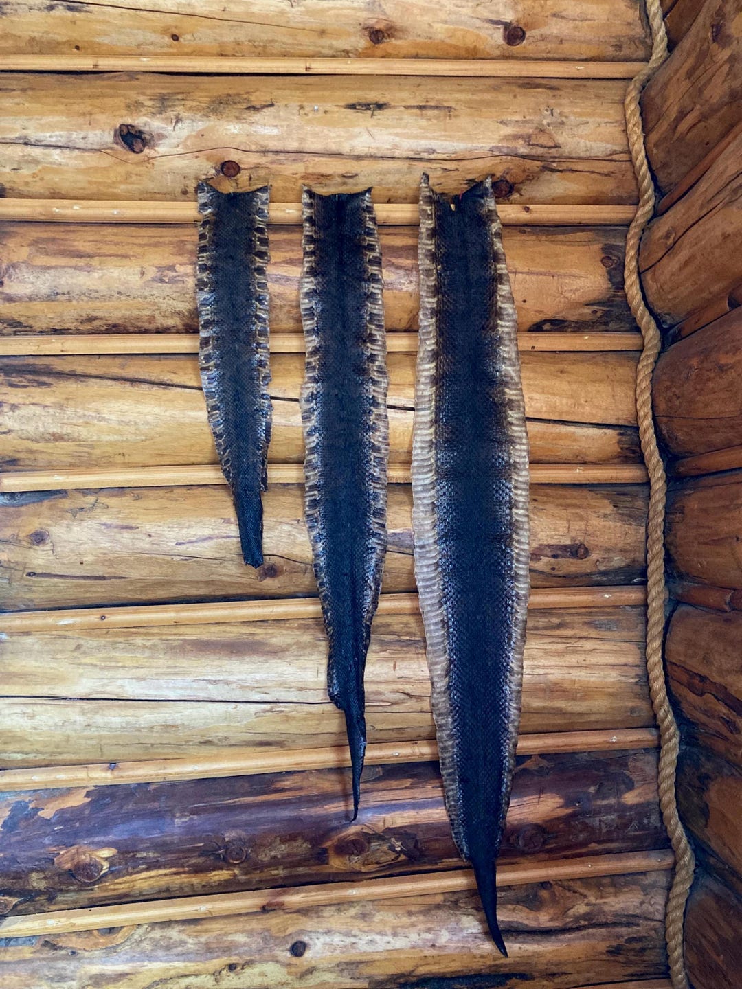 Water Moccasin Snake Skin Soft Cottonmouth Skin - Etsy