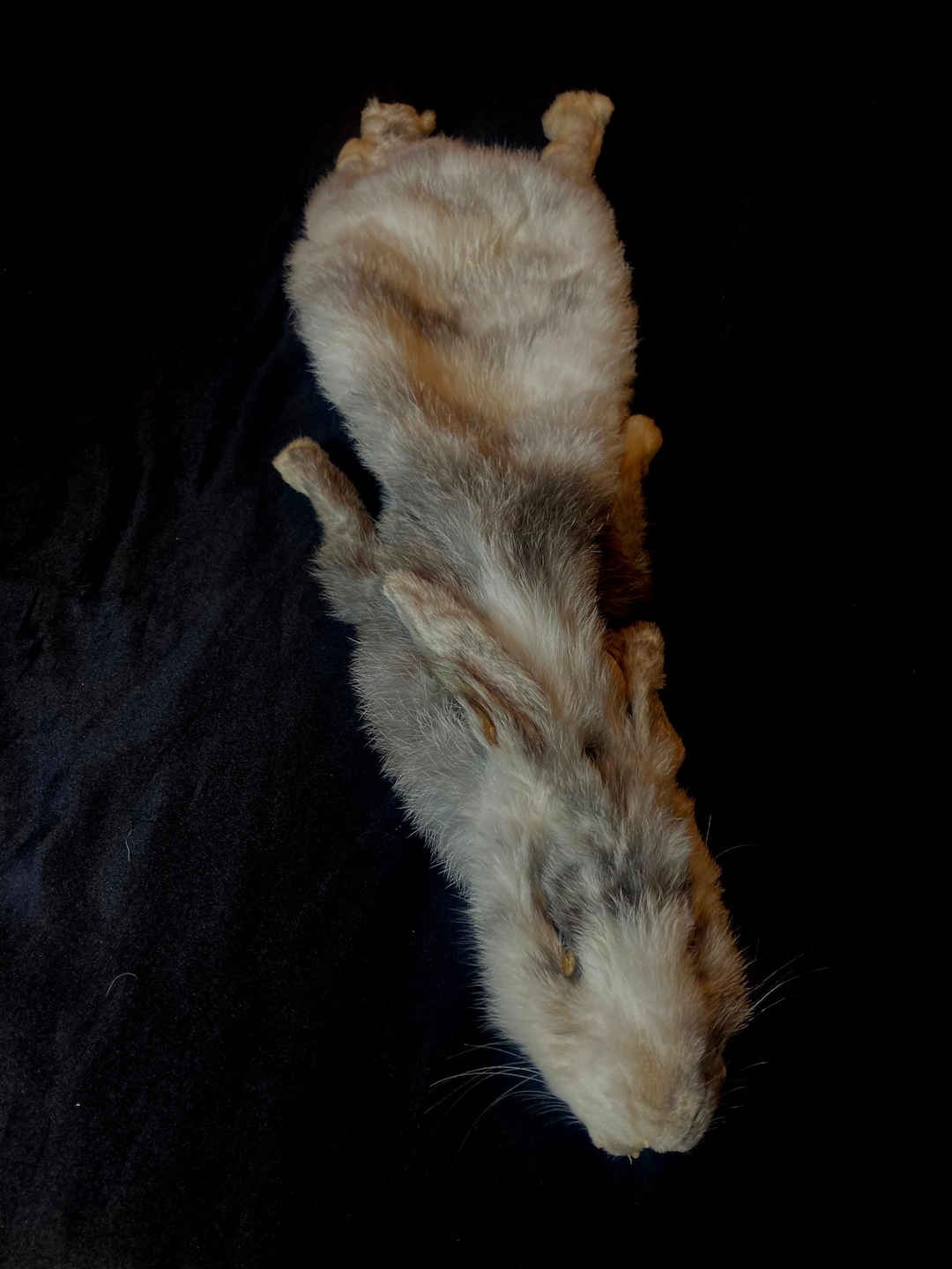 Taxidermy Rabbit | Soft Mountable Rabbit Hide | DIY Taxidermy - Etsy
