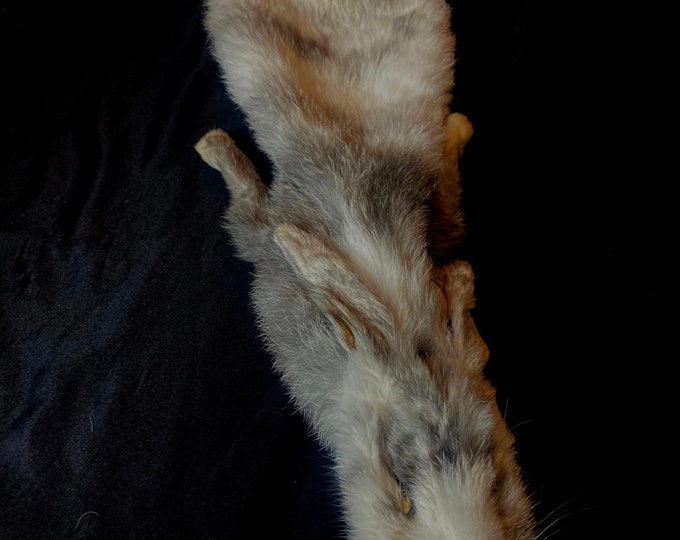 Taxidermy Rabbit | Soft Mountable Rabbit Hide | DIY Taxidermy - Etsy